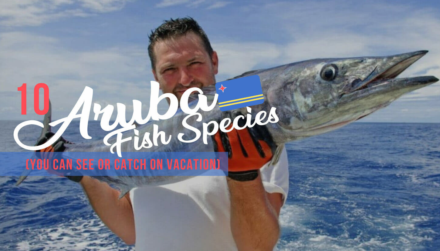 10 Aruba Fish Species You Should Know | TravelTips.org