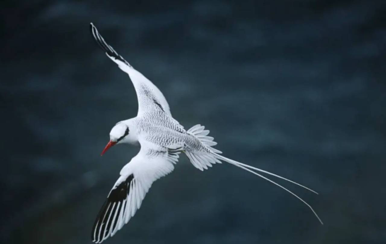 St. Lucia Birds (75 Common + 71 Uncommon) | TravelTips.org