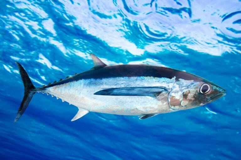 10 Aruba Fish Species You Should Know | TravelTips.org