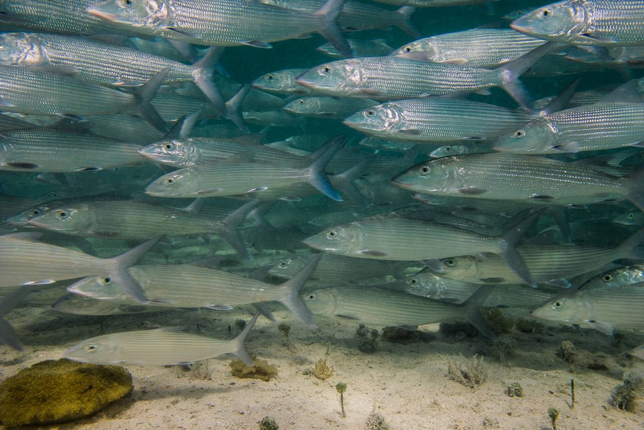 10 Aruba Fish Species You Should Know | TravelTips.org