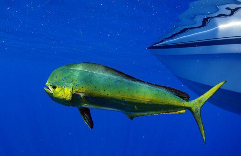 10 Aruba Fish Species You Should Know | TravelTips.org
