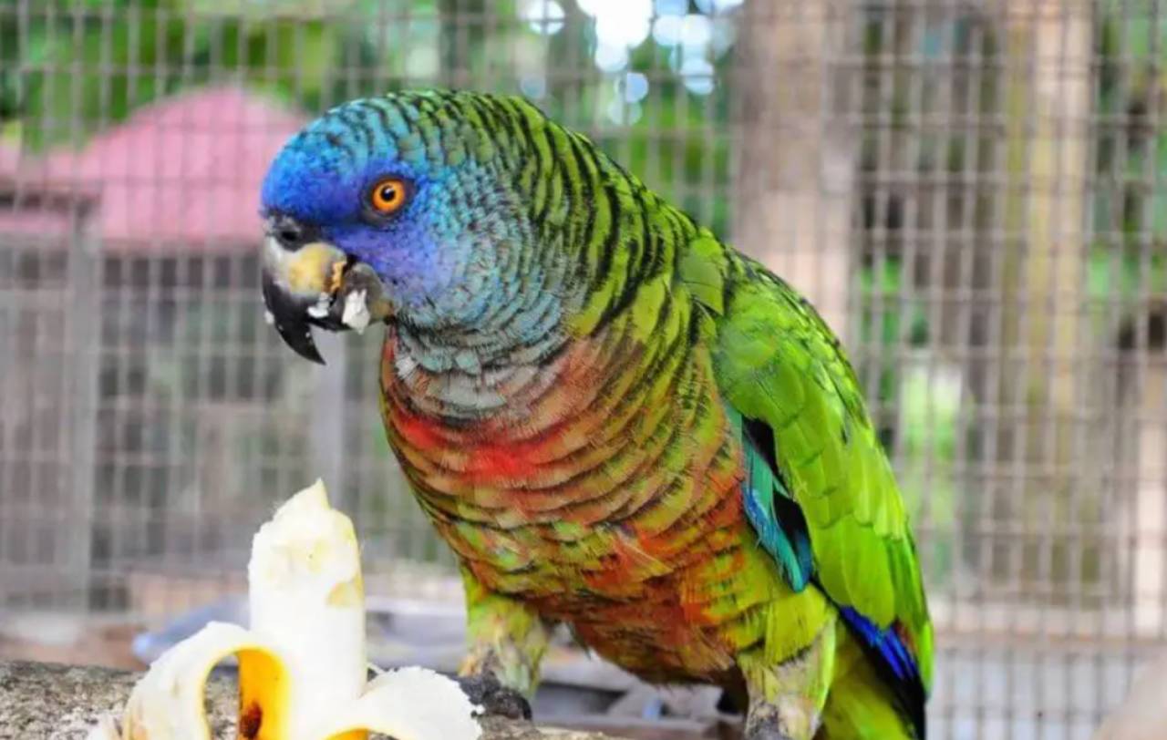 Saint Lucia Wildlife Facts (11+ Amazing Animals) | TravelTips.org
