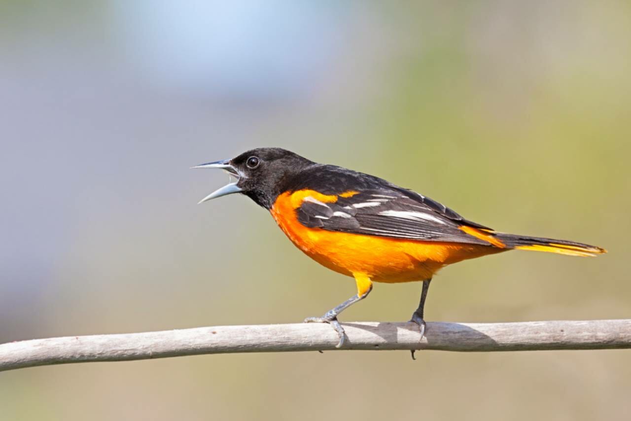Bahamas Birdwatching Guide (2024 Update) | TravelTips.org